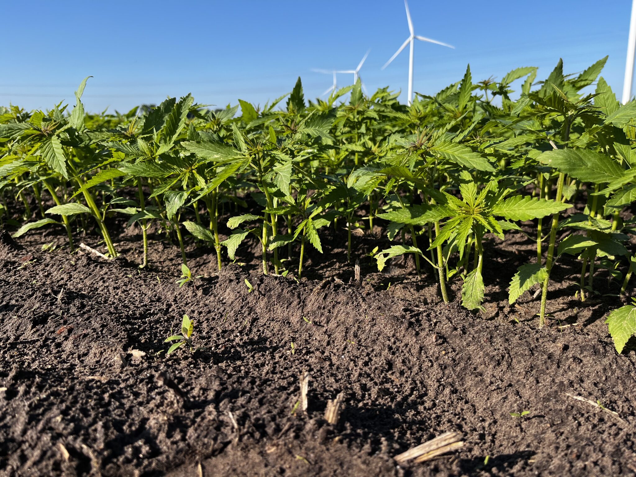 Biobased materiaal in beeld: hennep – Biobased Magazine